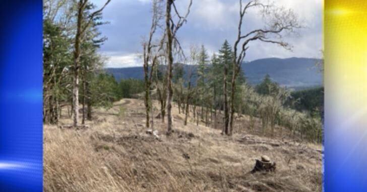 OSU research identifies primary factor that allow forests to combat ...