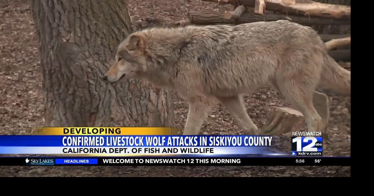 Deadly wolf attacks in Northern California | Video | kdrv.com
