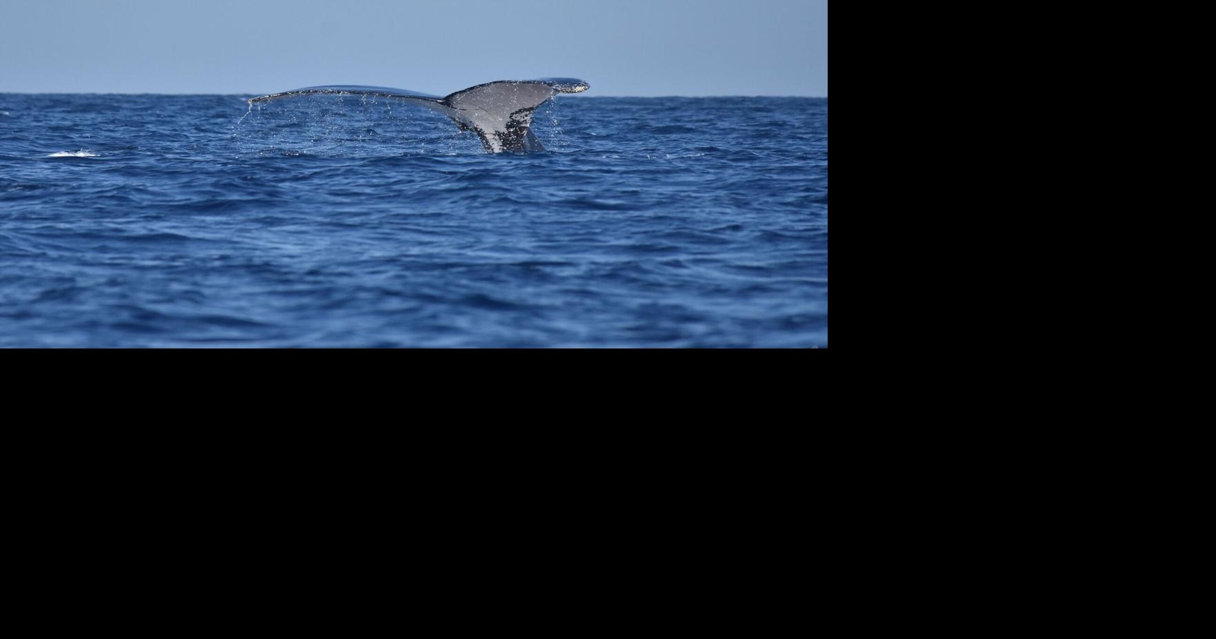Whale watch season begins along the Oregon Coast, including Harris ...