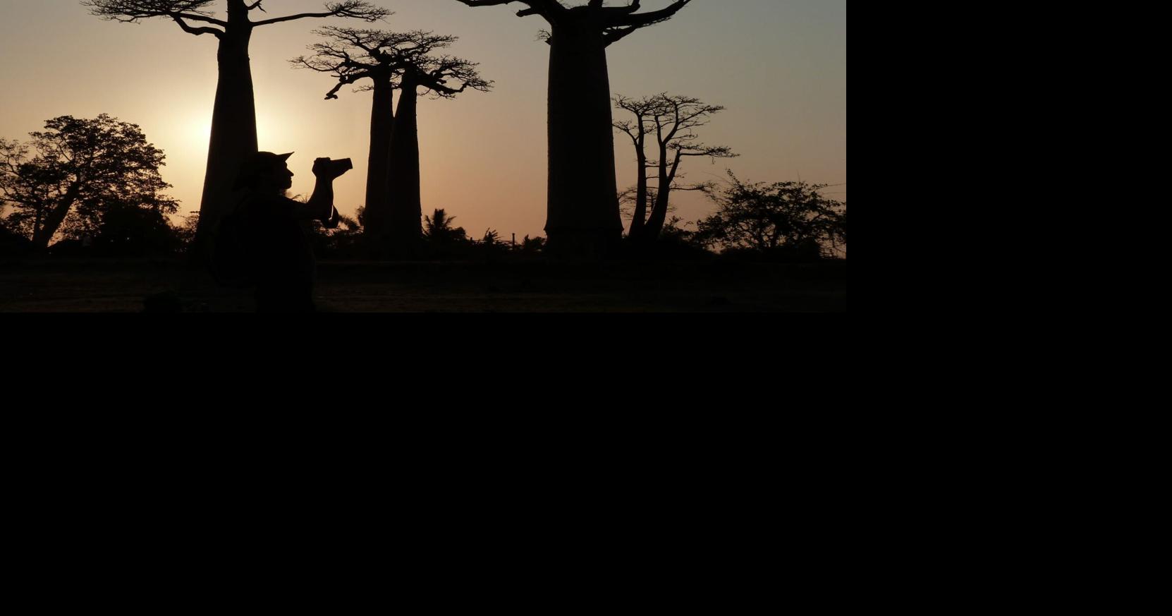 Finally, an answer to a mystery surrounding these 1,000-year-old trees ...