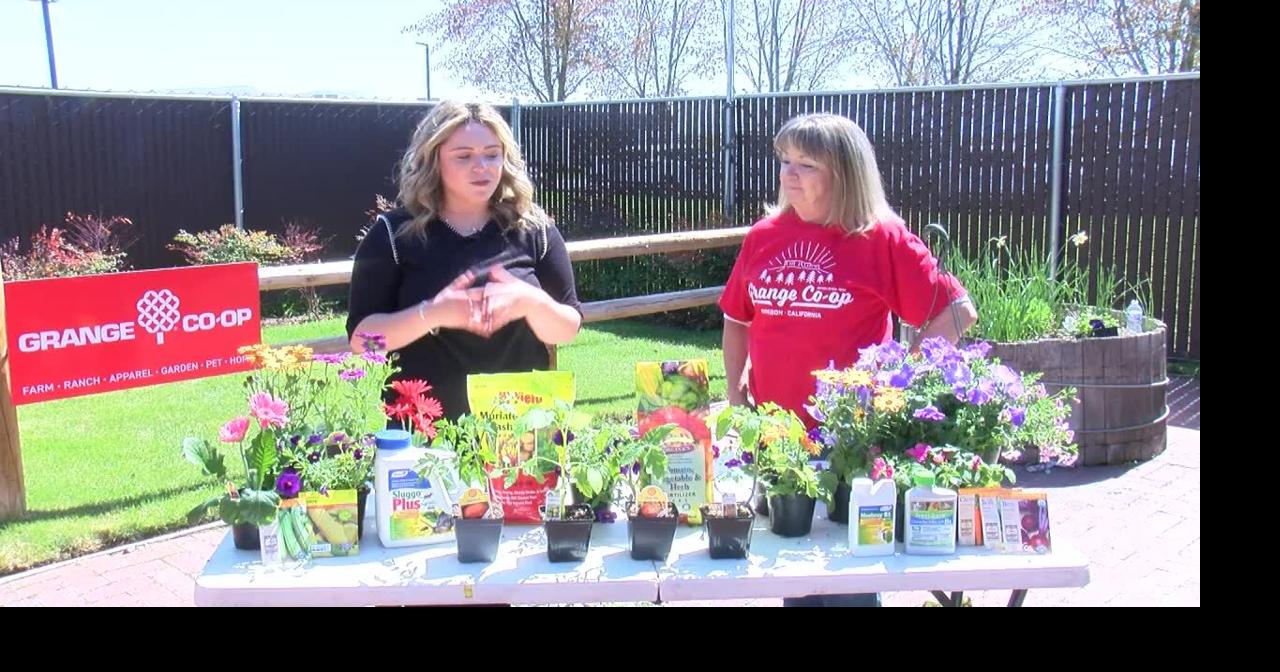 In the Garden: Vegetable gardening | Features | kdrv.com