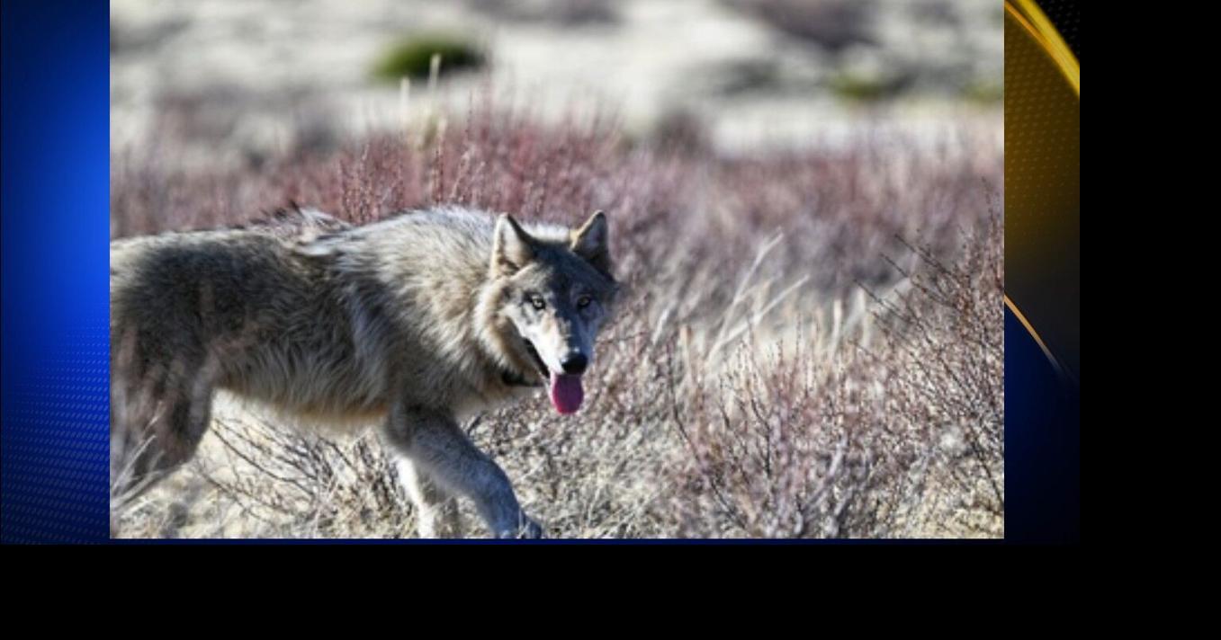 U.S. House of Representatives passes bill to delist gray wolf | News ...