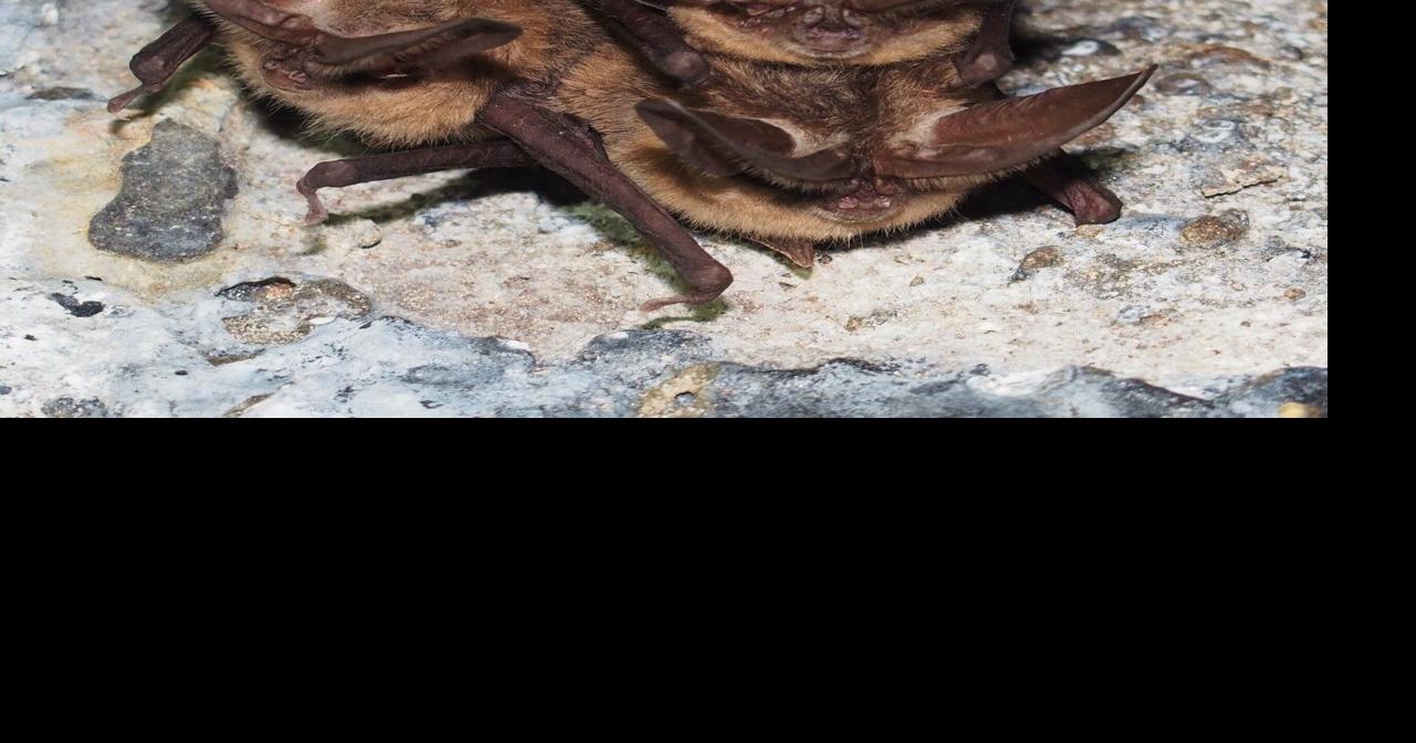 Fungus that causes white-nose syndrome in bats detected for first time in Oregon | Top Stories ...