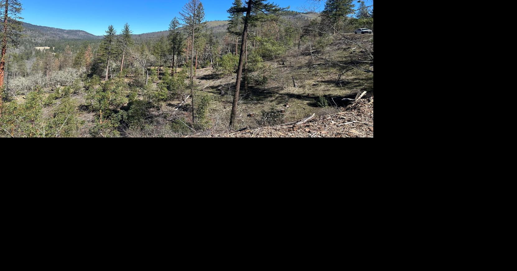 BLM planning to remove 5,000 acres of dead trees over five years ...