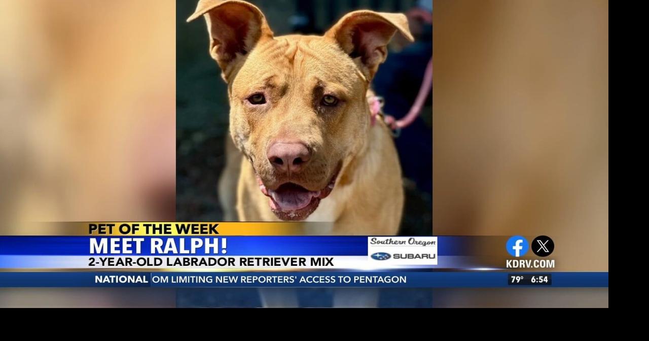 Pet of the Week: Ralph! | Pet of the Week | kdrv.com