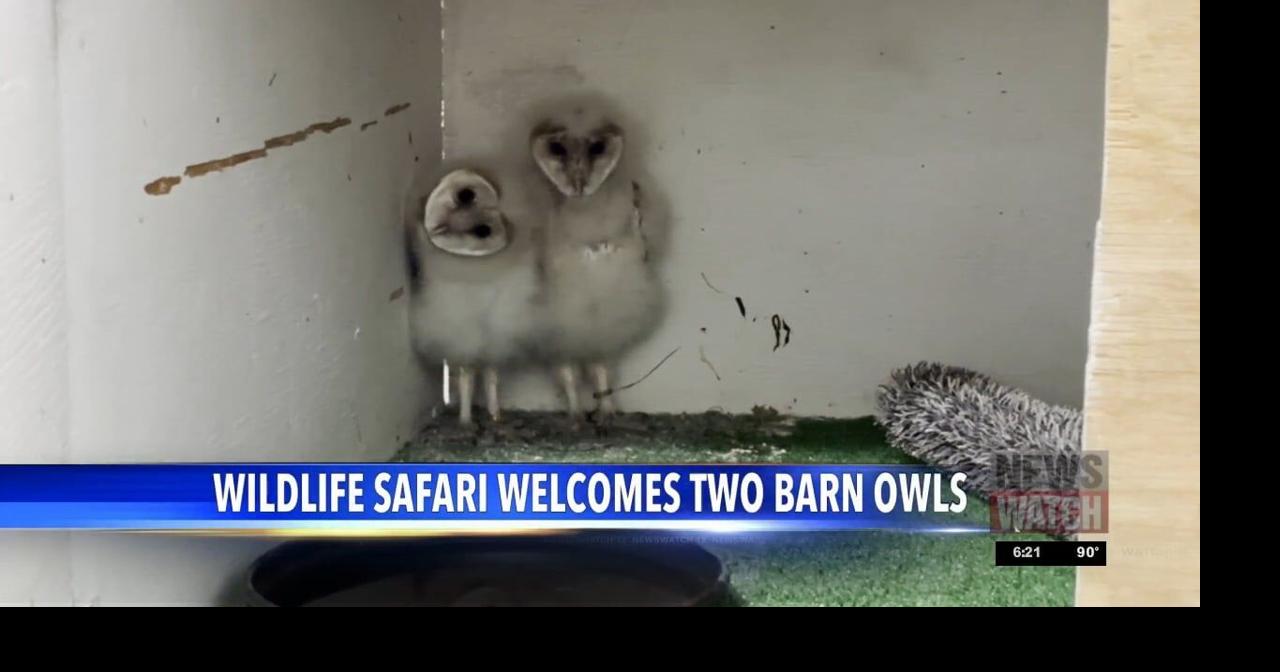 Wildlife Safari welcomes two barn owls | Video | kdrv.com