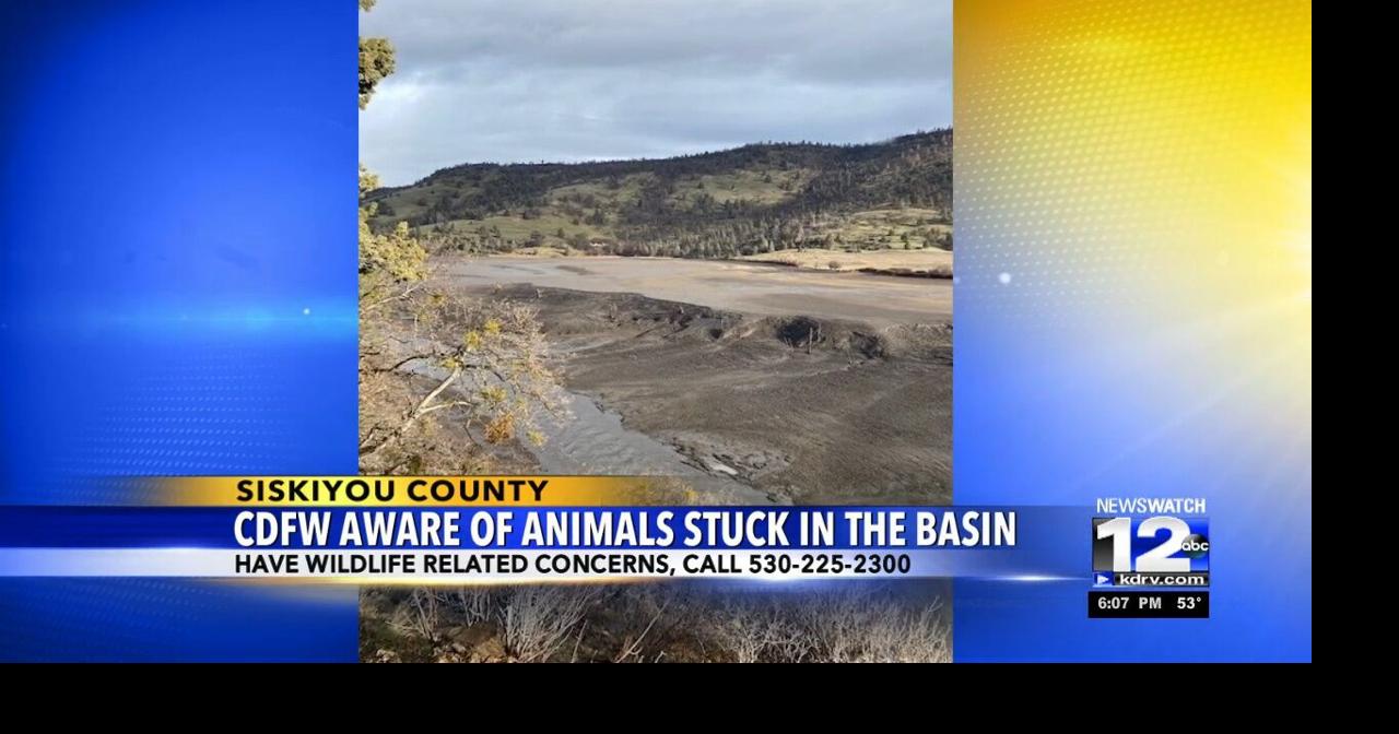 CDFW aware wildlife stuck in mud from drained Iron Gate & Copco lakes ...