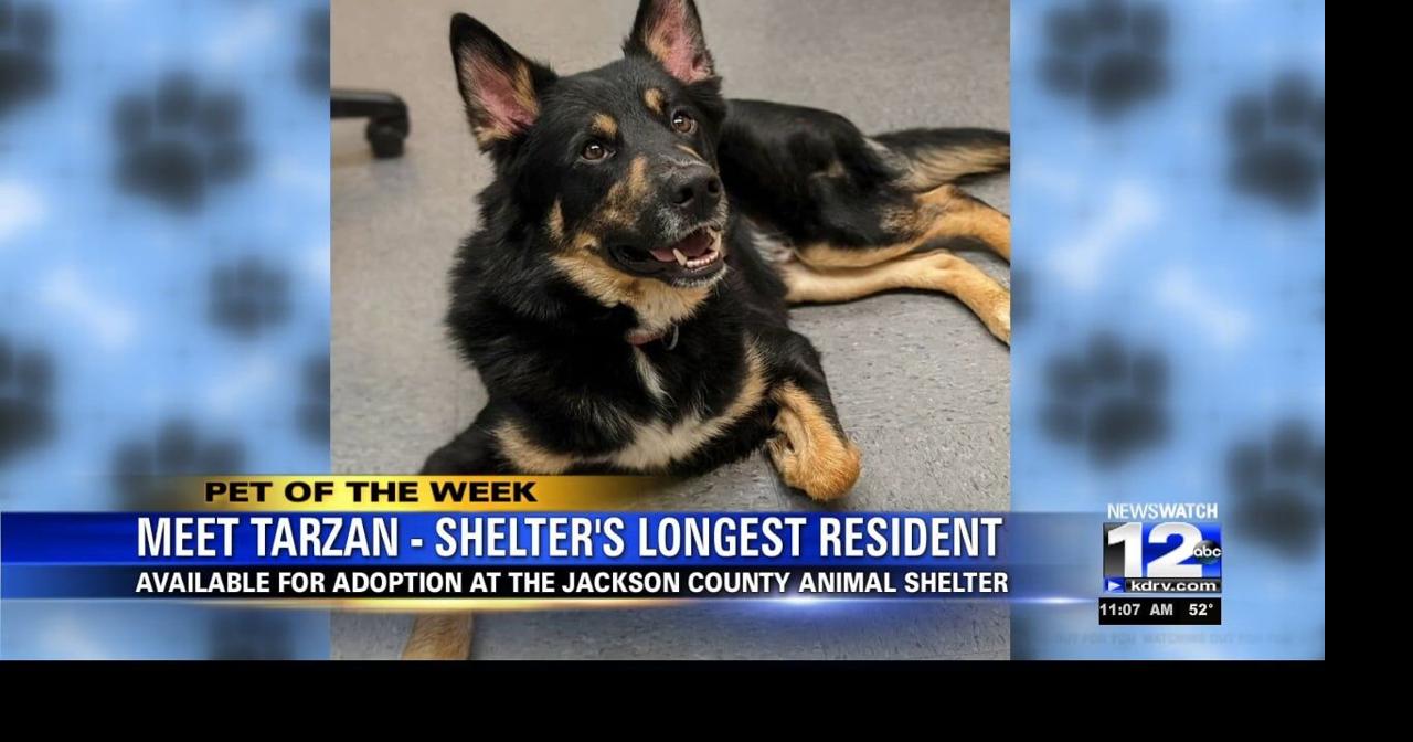 Pet of the Week: Meet Tarzan! | Features | kdrv.com