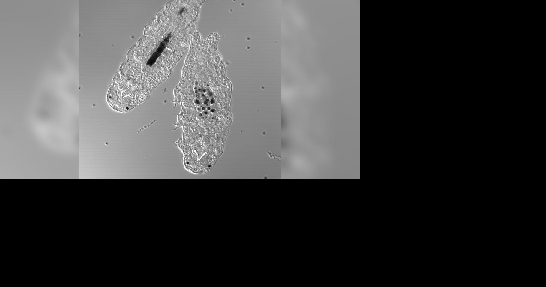 Scientists now think they know why tardigrades are so indestructible ...