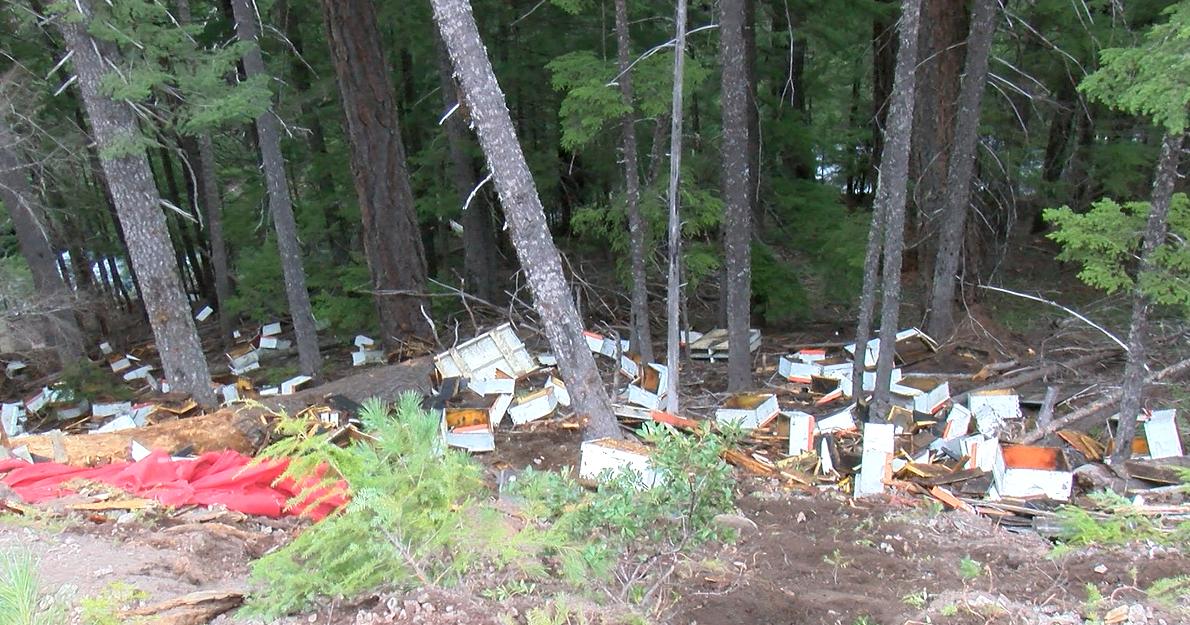 Flipped semi-truck spills bees onto roadway | Local | kdrv.com