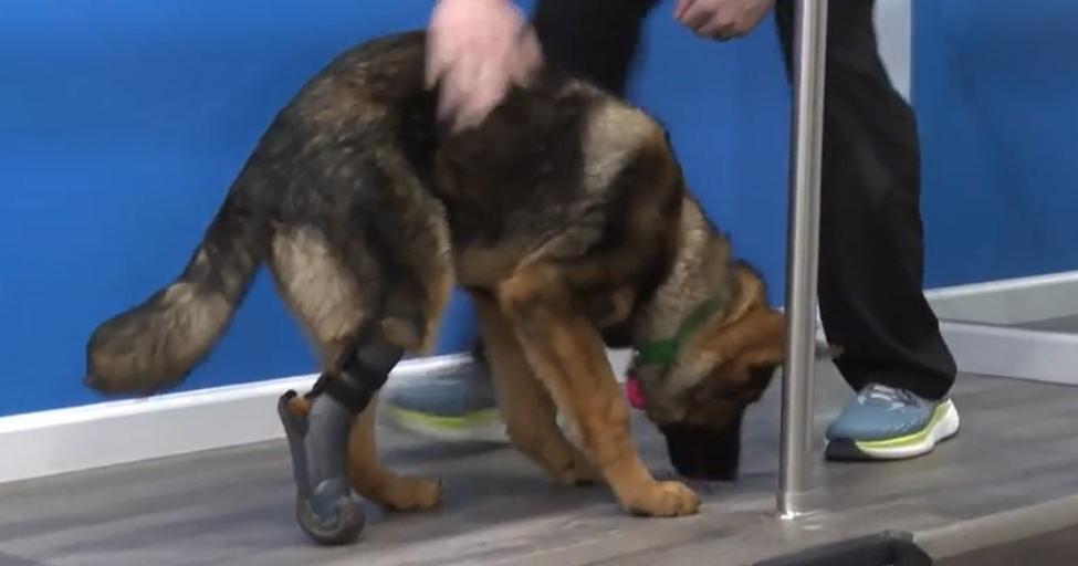 ‘Wonderful puppy won’t be defined by his disability:’ German Shepherd ...