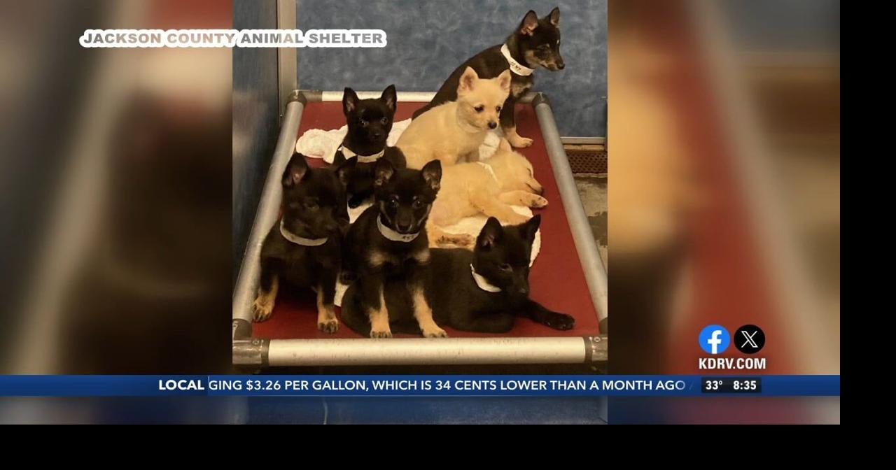 Eagle Point woman indicted on 88 felony animal abuse and neglect ...