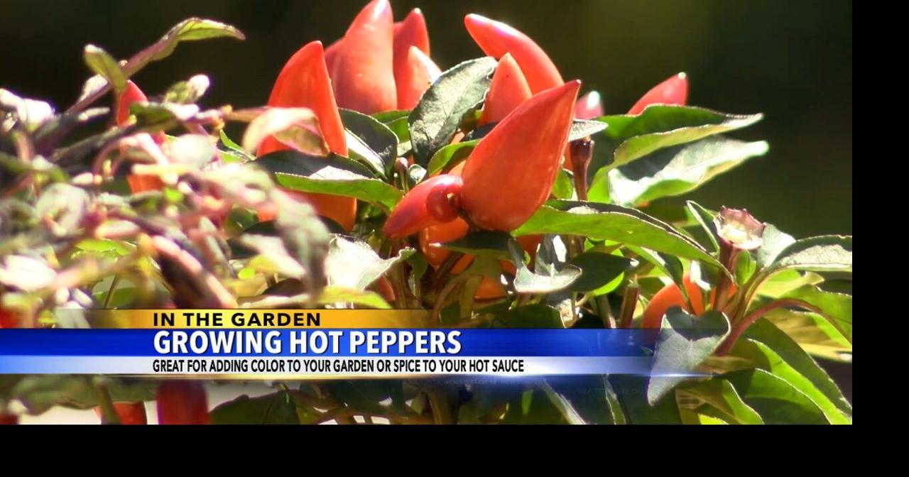 In The Garden: Hot Peppers | In The Garden | kdrv.com