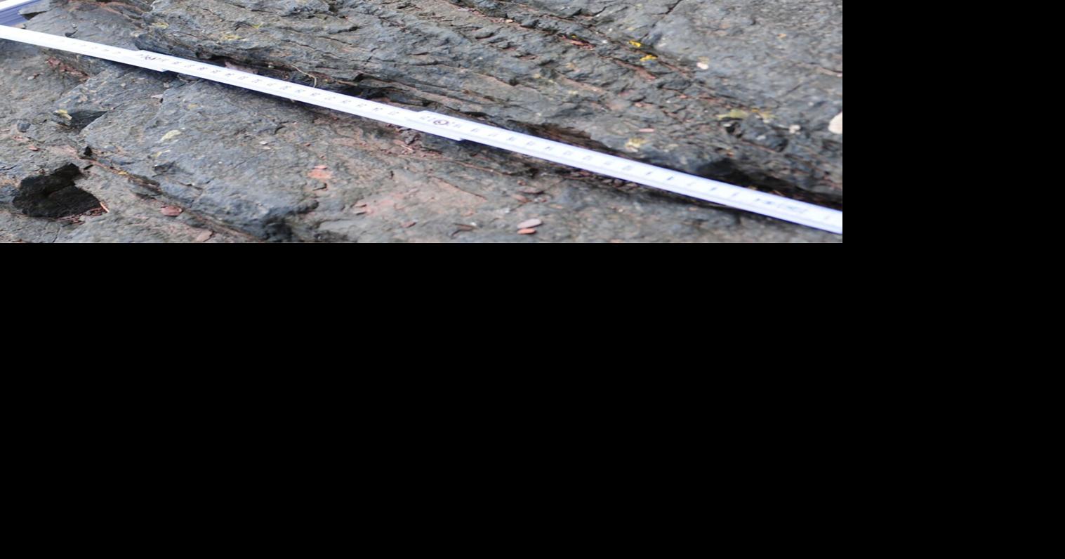 Fossilized trees dating back 390 million years are world’s oldest ...