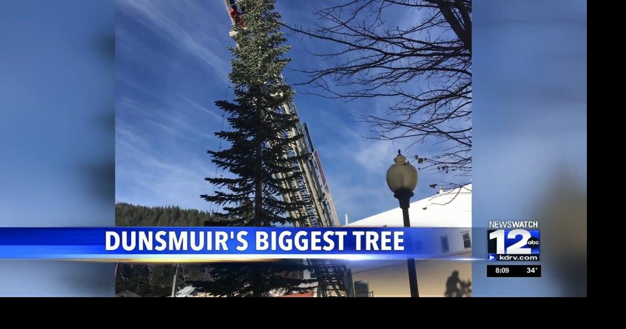 Dunsmuir Chamber of Commerce says this tree is likely the biggest the ...