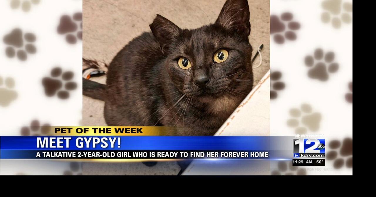 Pet of the Week: Meet Gypsy! | Pet of the Week | kdrv.com
