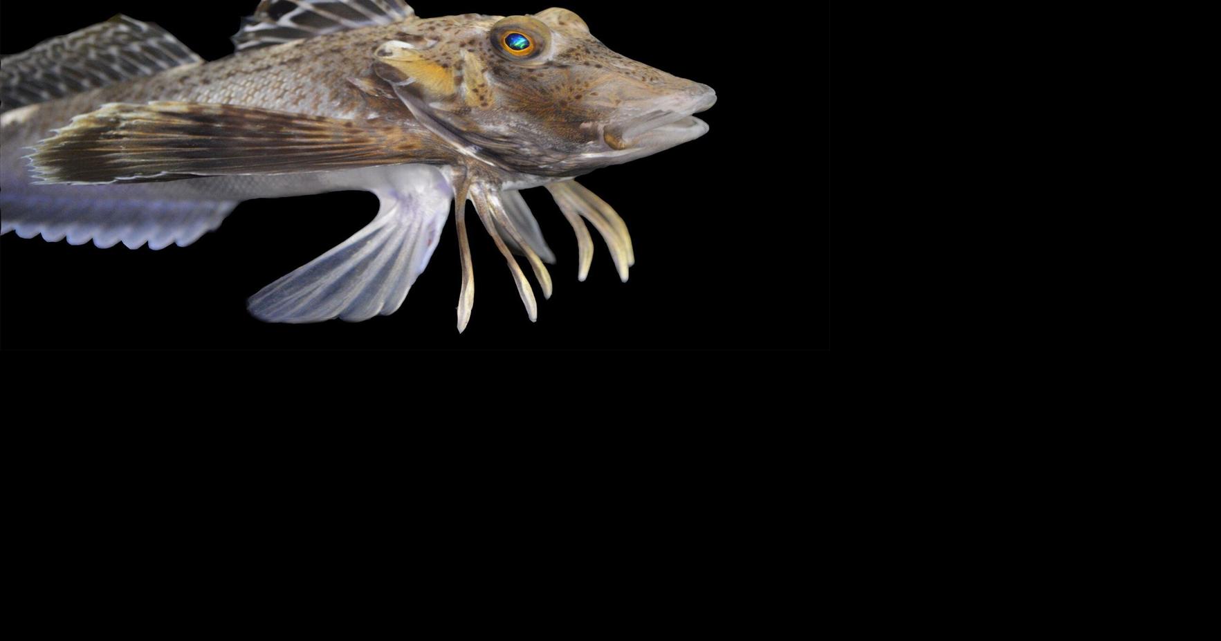 Sea robins are fish with ‘the wings of a bird and multiple legs like a ...