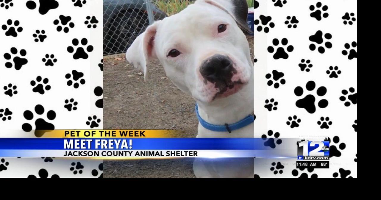 Pet of the Week! Meet Freya! | Features | kdrv.com