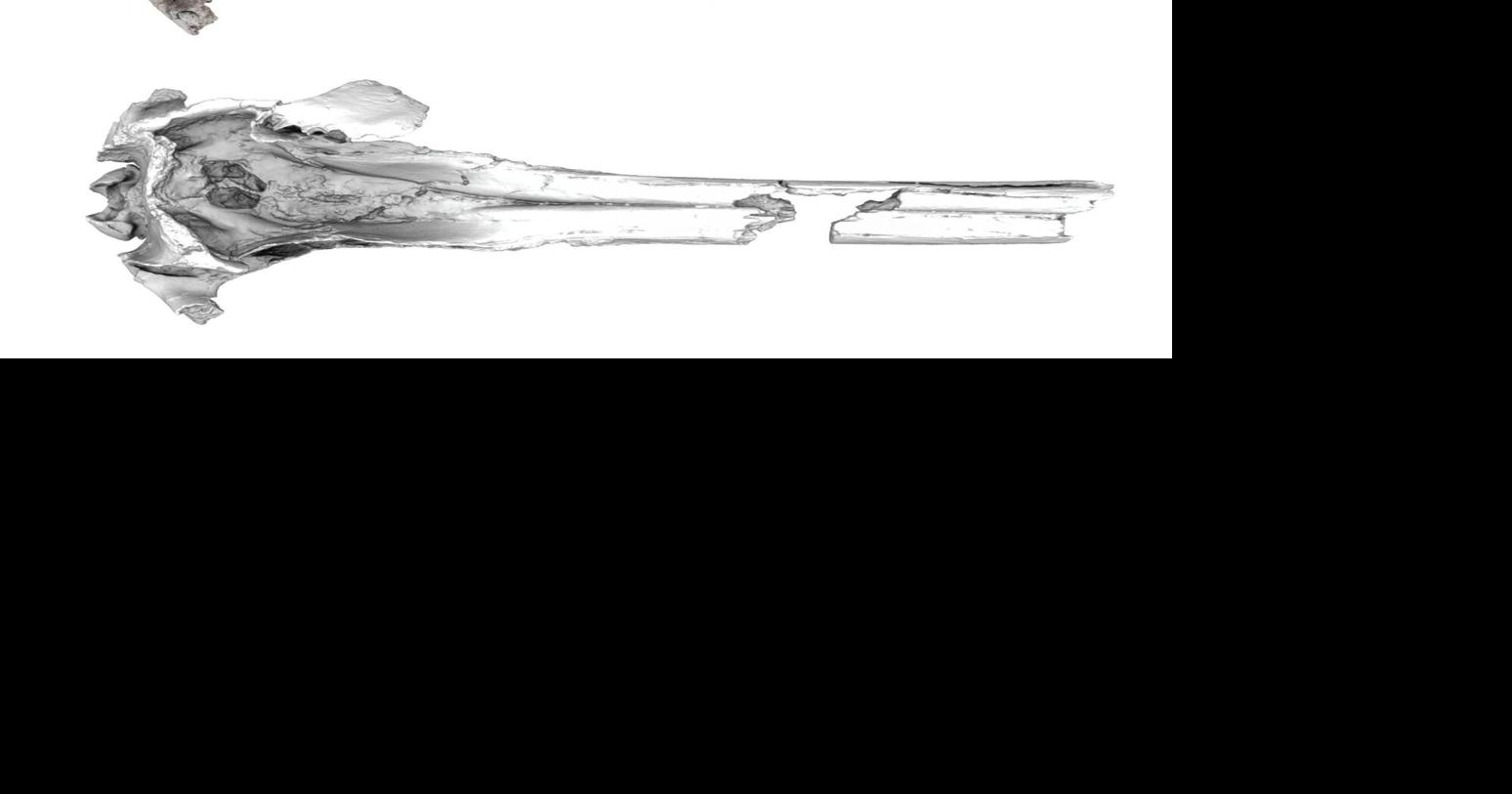 Ancient giant dolphin discovered in the Amazon | National | kdrv.com