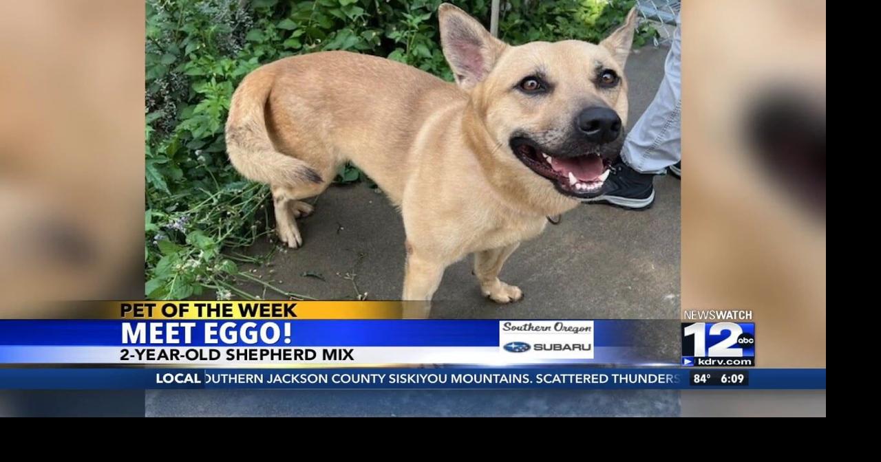 Pet of the Week: Eggo! | Video | kdrv.com