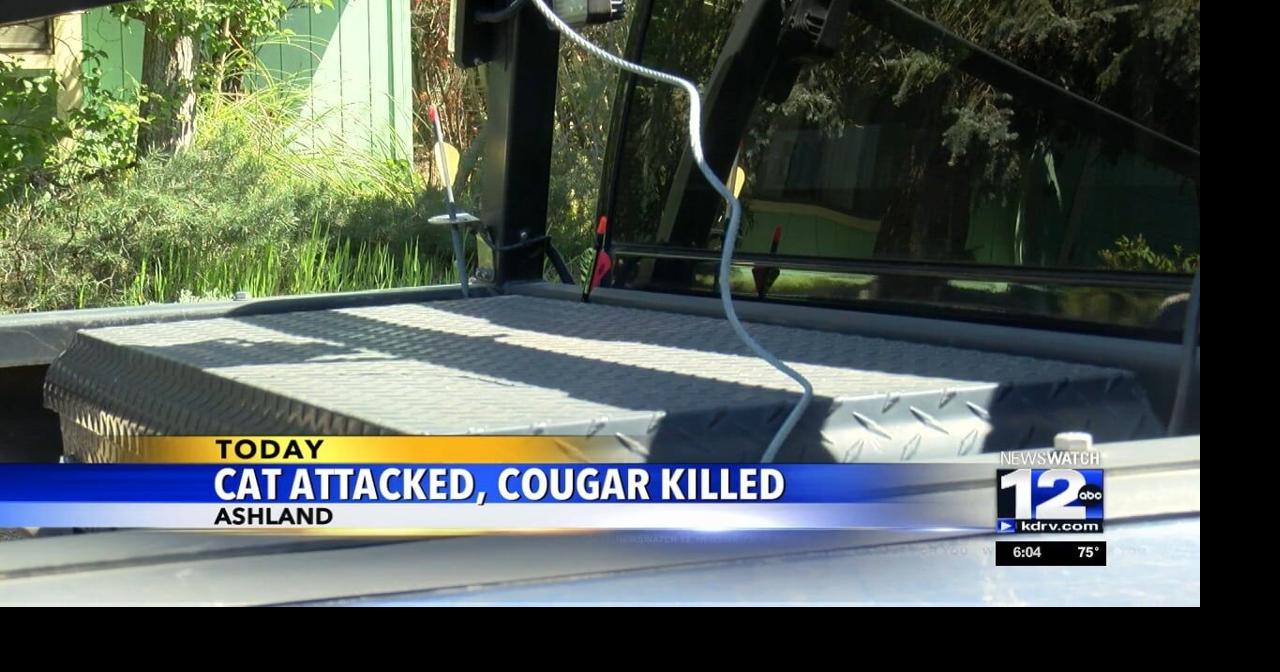 Cougar shot and killed in Ashland | Video | kdrv.com