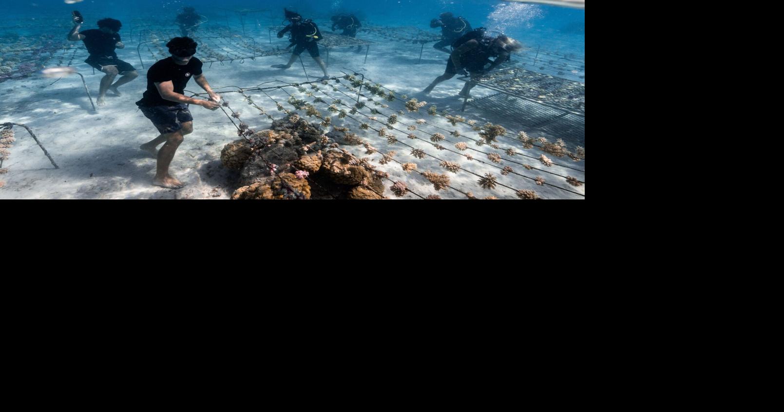 With a little help from ‘Aquaman,’ this conservationist is on a mission ...