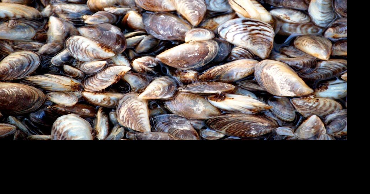 Shellfish harvesting closed along the entire Oregon Coast due to high ...
