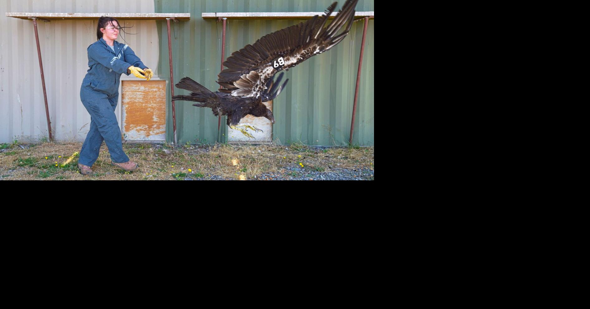 Endangered condor makes 380-mile trip to Medford area | Community ...