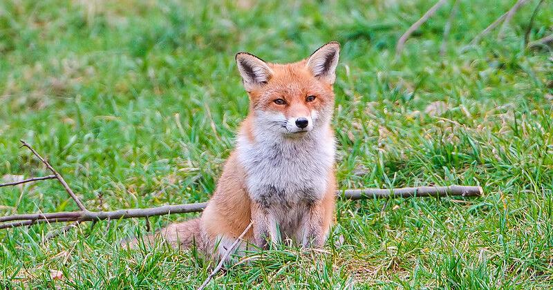 Fox tests positive for rabies in Curry County | HealthWatch | kdrv.com