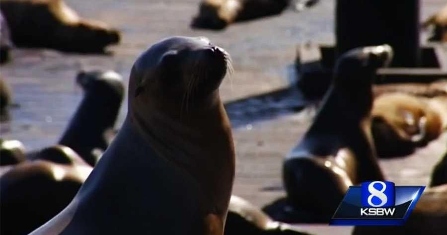 $20K reward offered for info on man seen decapitating sea lion in ...