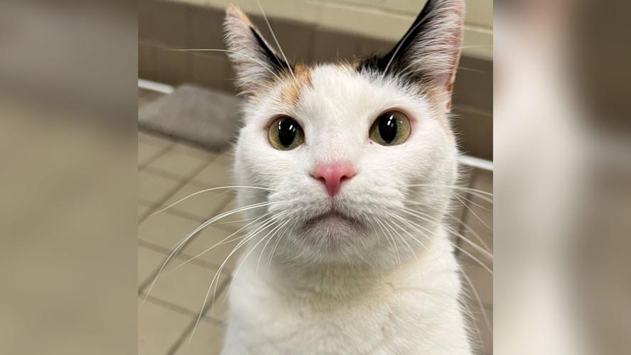 animals with crazy eyebrows