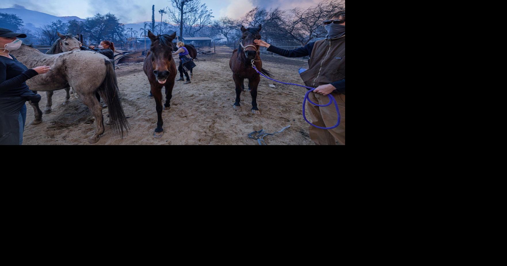 ‘These animals are essentially family:’ Horses, sheep and ducks not ...