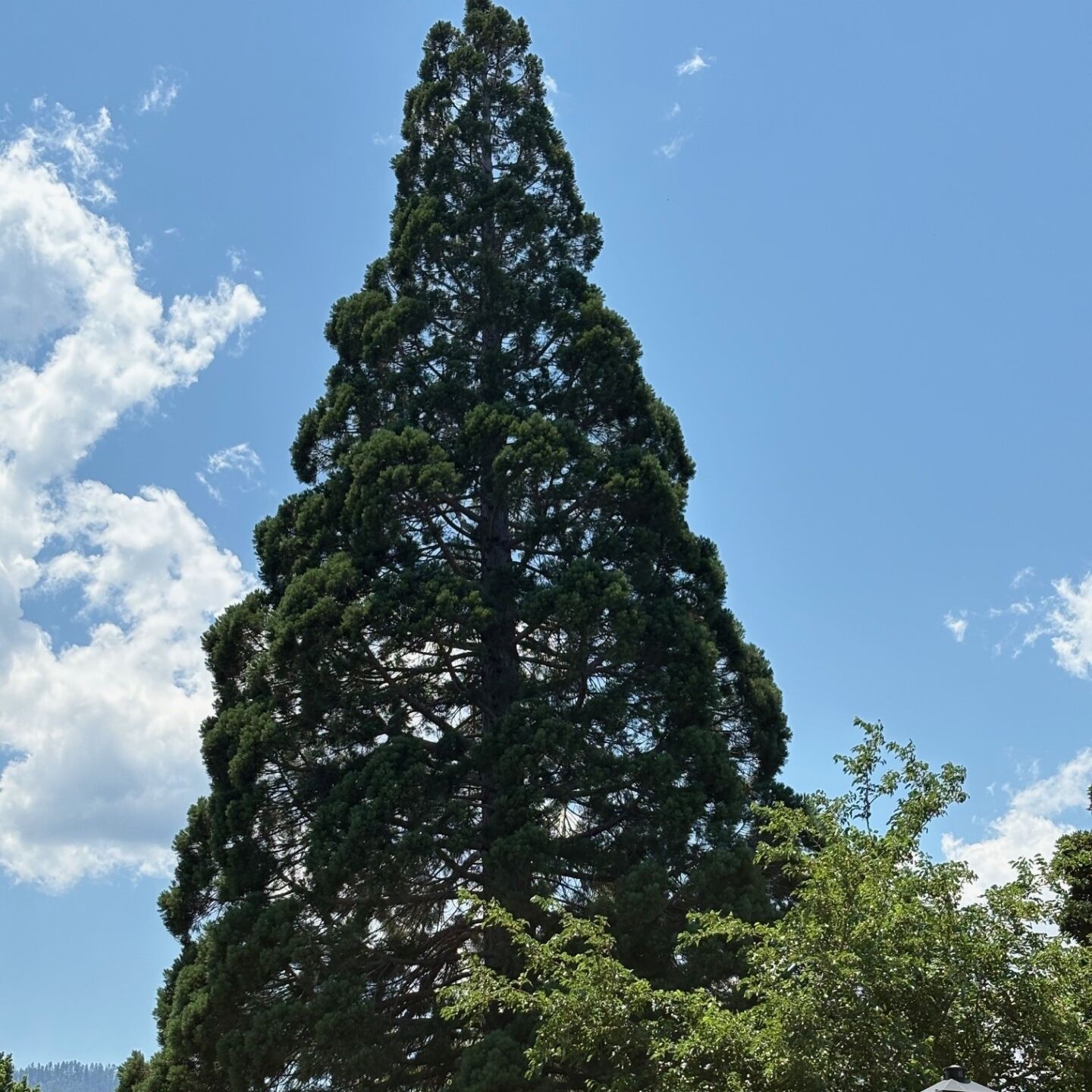 City of Ashland 2025 'Tree of the Year' winner | Top Stories | kdrv.com