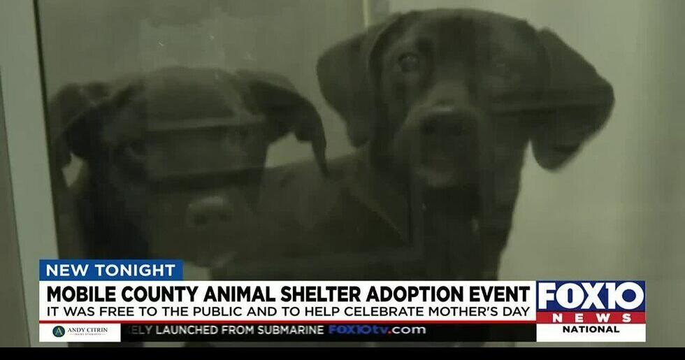 Mobile County Animal Shelter holds adoption event Saturday to help ...