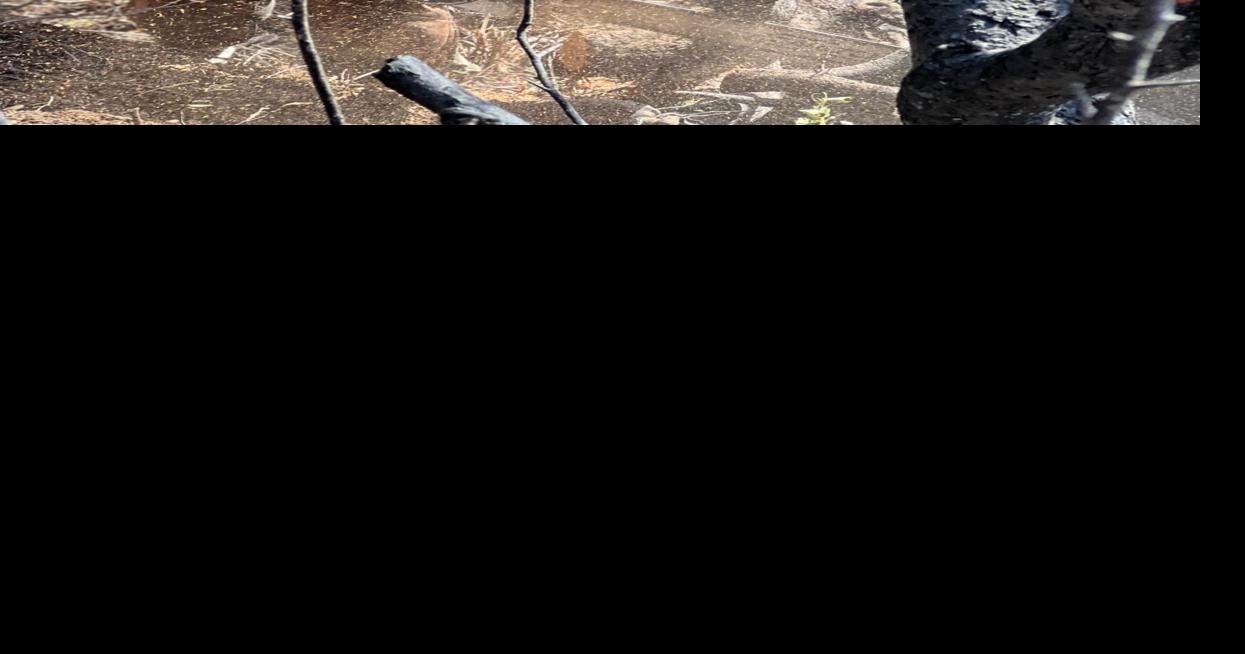 FireWatch: Barnes Fire listed for full containment today | News | kdrv.com