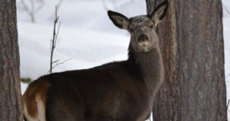 Reports of poaching cases typically increase during the fall months ...