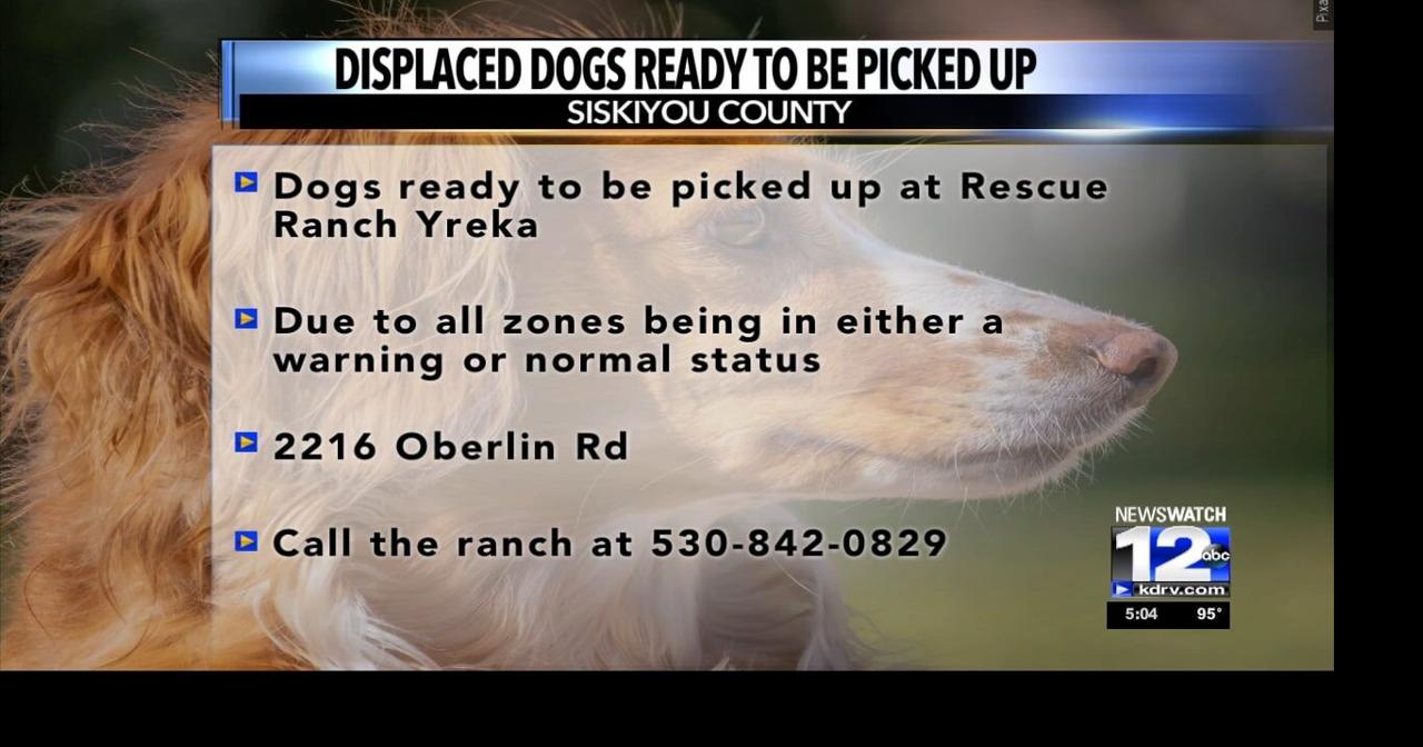 Displaced dogs from Shelly Fire ready to be picked up | Video | kdrv.com