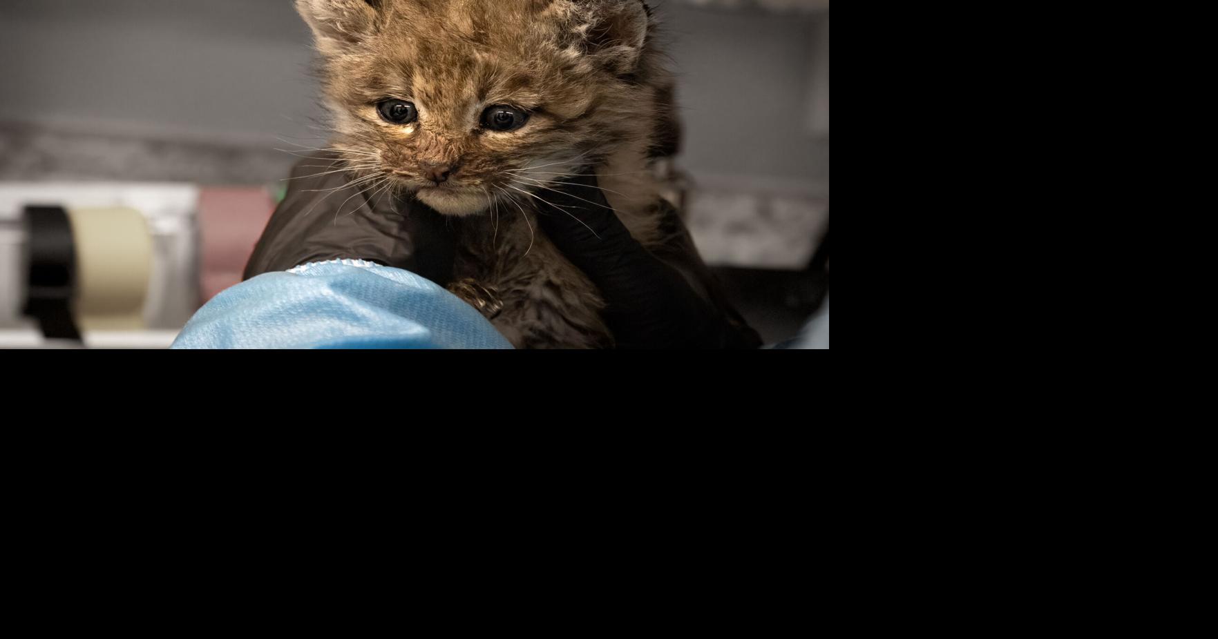 Orphaned Bobcat Kittens Get Life Saving Care Top Stories