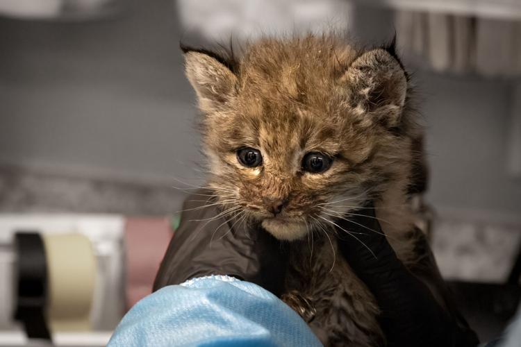 newborn bobcat