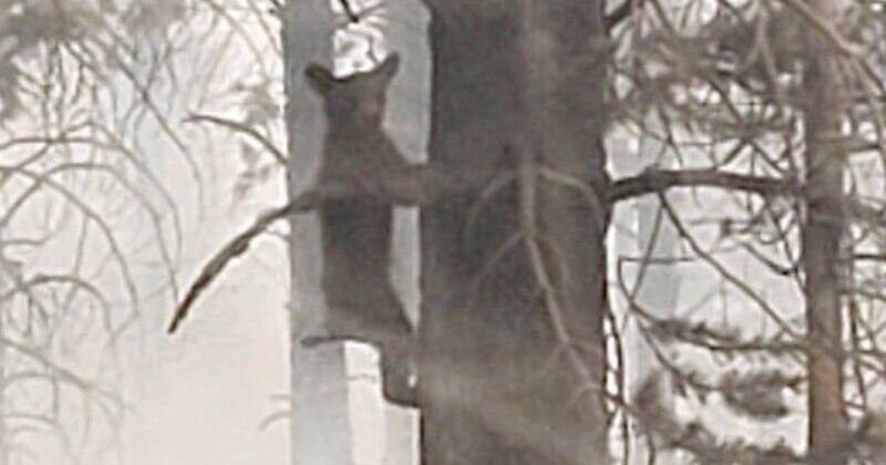 Firefighters try to help bear cub discovered alone in the Bootleg Fire ...