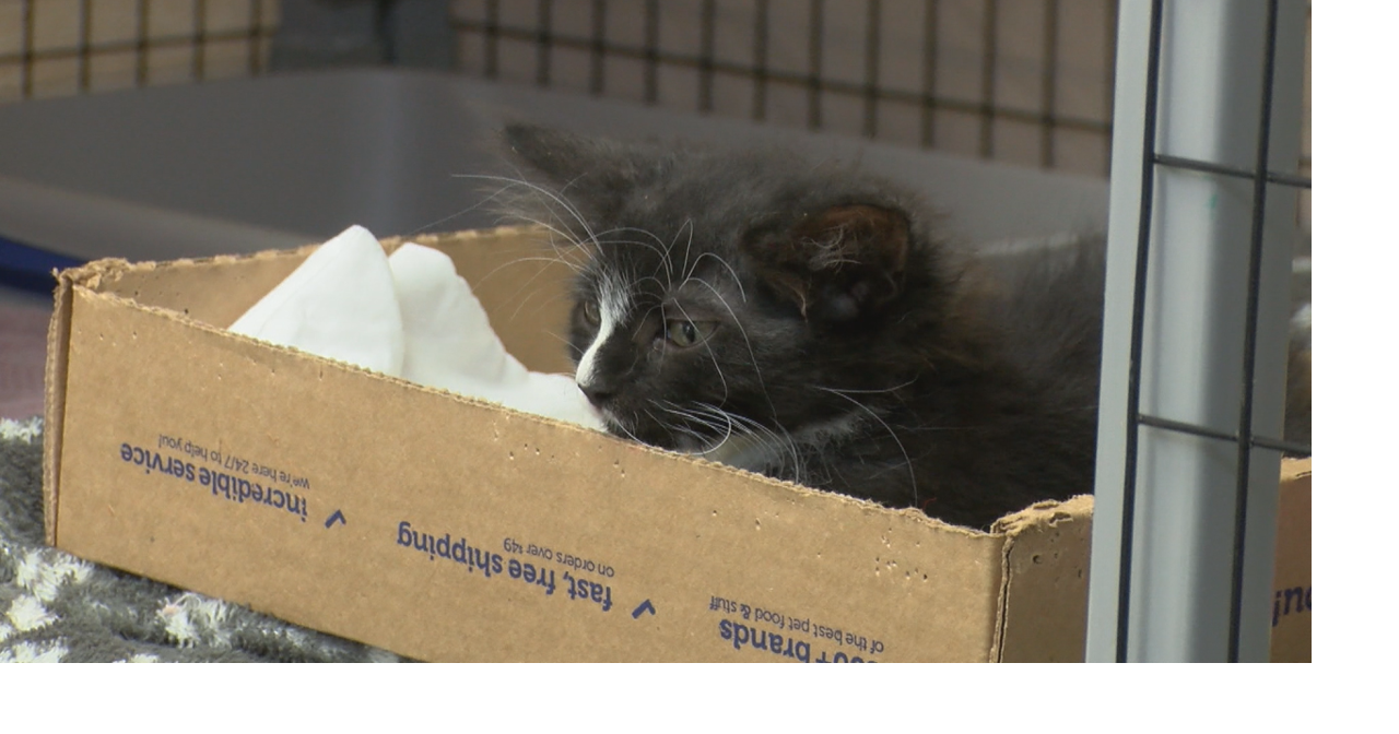 Humane Society urging public to stop illegal pet dumping | Top Stories ...