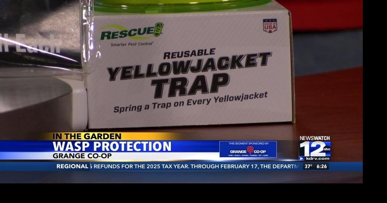 In the Garden: Wasp Protection | In The Garden | kdrv.com