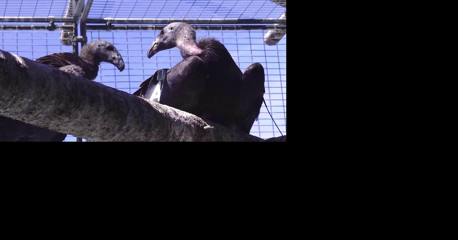 Condors breeding | | kdrv.com