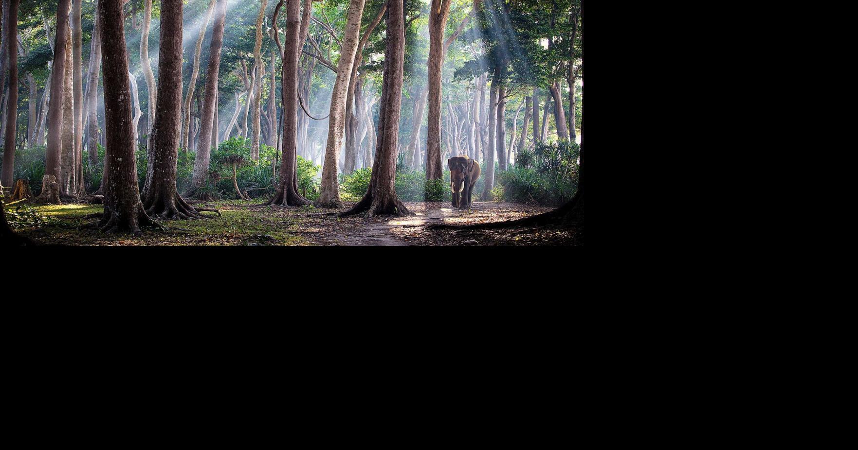 Primatologist Jane Goodall’s 90th birthday marked with stunning images ...