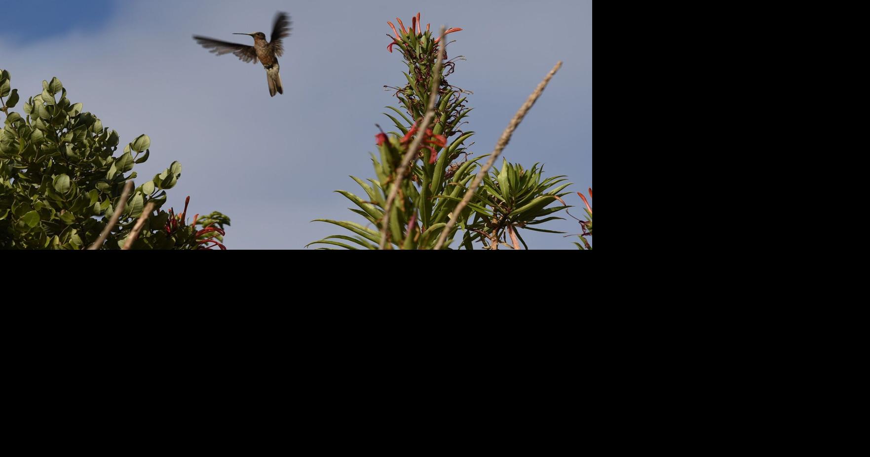 Scientists solve giant hummingbird mystery — with the help of tiny ...