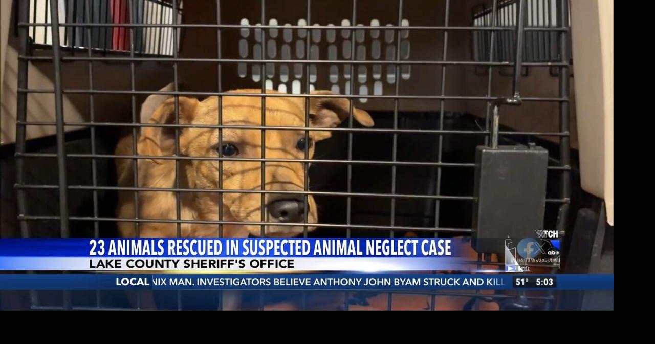23 animals rescued in animal neglect case | Video | kdrv.com