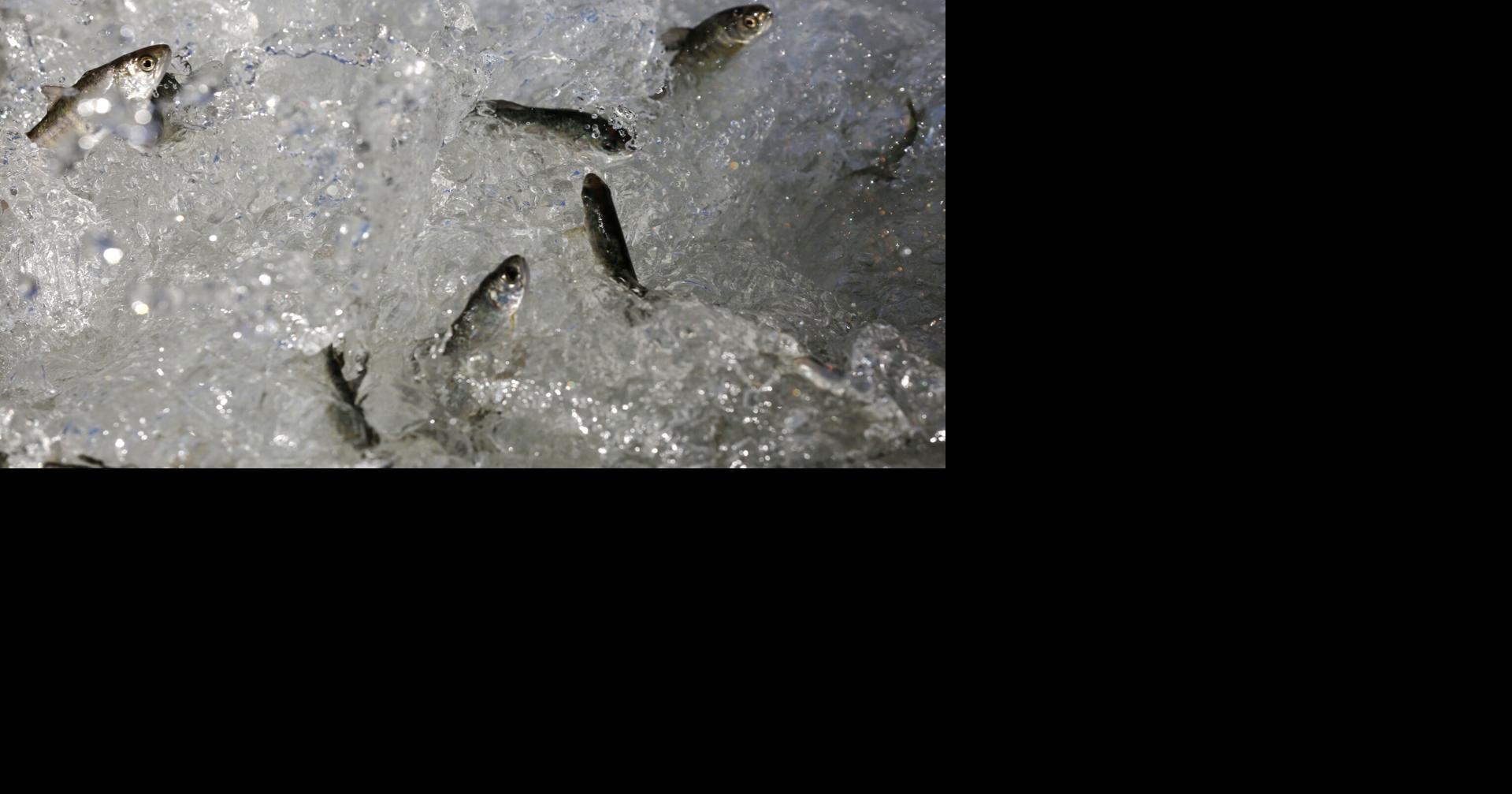 Crews demolish dam in Takelma Creek, restore access for salmon ...