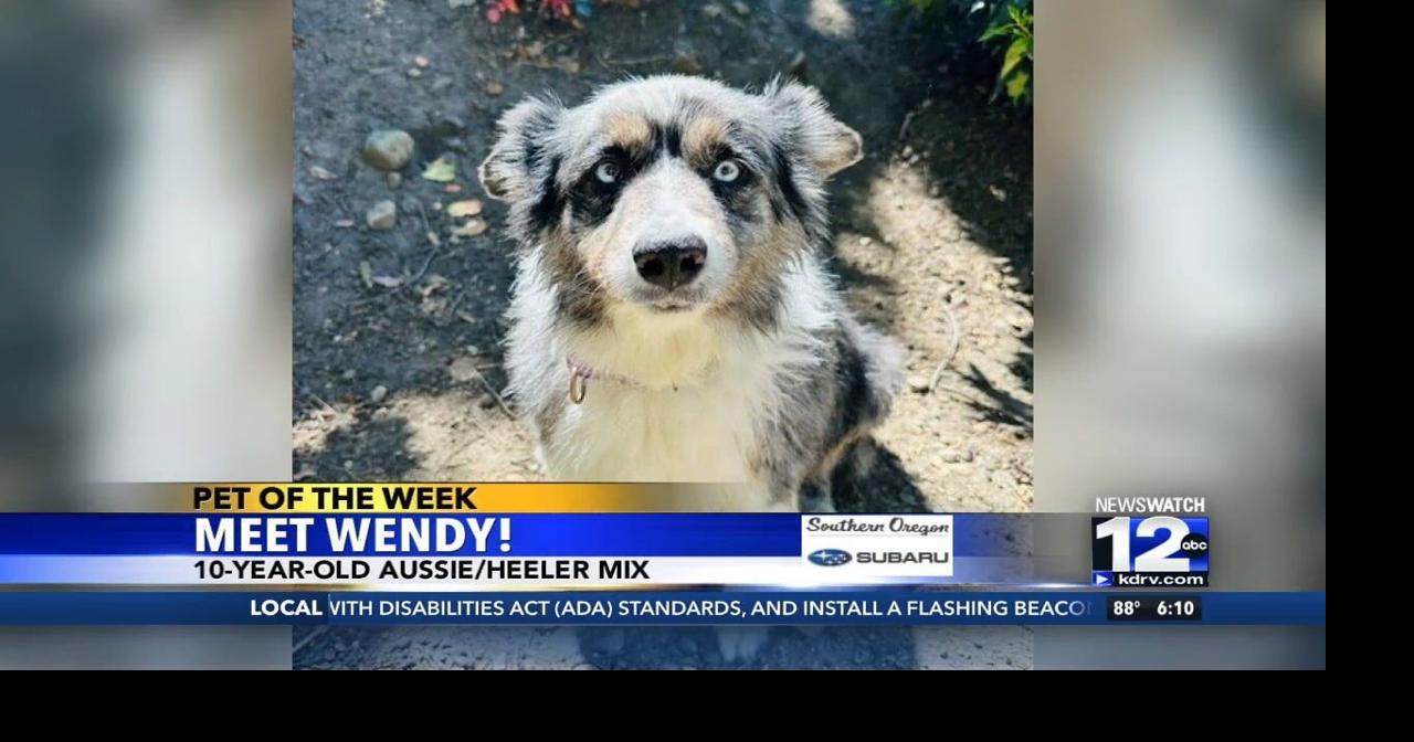 Pet of the Week: meet Wendy! | Pet of the Week | kdrv.com