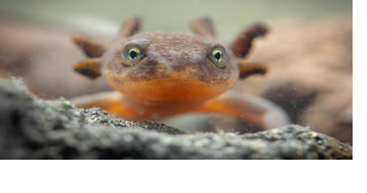 Oregon Zoo works to save endangered mazama newts from extinction | Local | kdrv.com