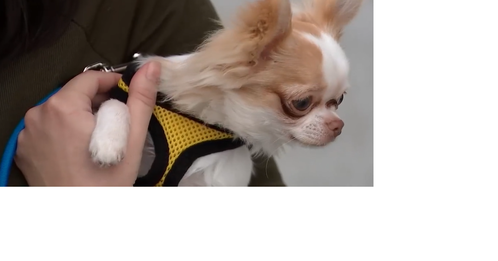 Portland pet owners say dogs overdosed on fentanyl | Regional | kdrv.com